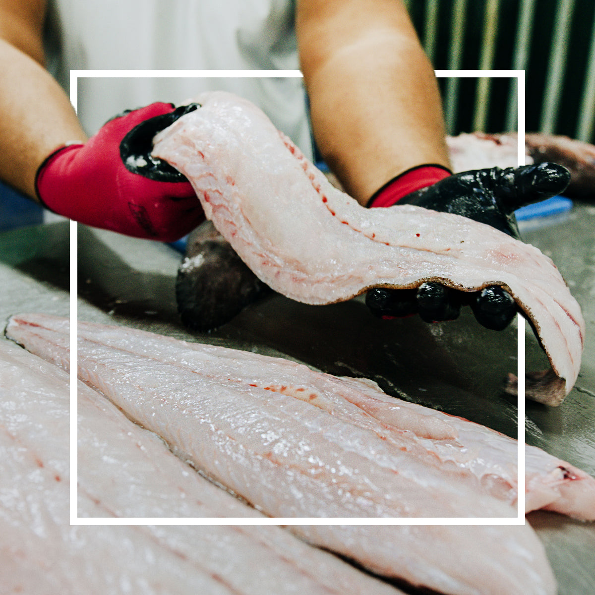 Congrio Filet – Mar Azul Fresh Fish